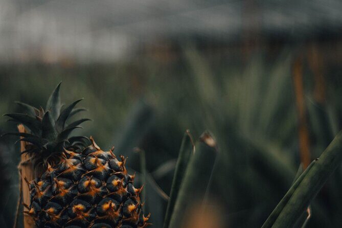 Seven Cities & Fire Lagoon: Full Day Tour with or without lunch - Final Thoughts