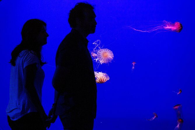 Seville Aquarium Admission Ticket - An In-Depth Look at the Seville Aquarium Experience