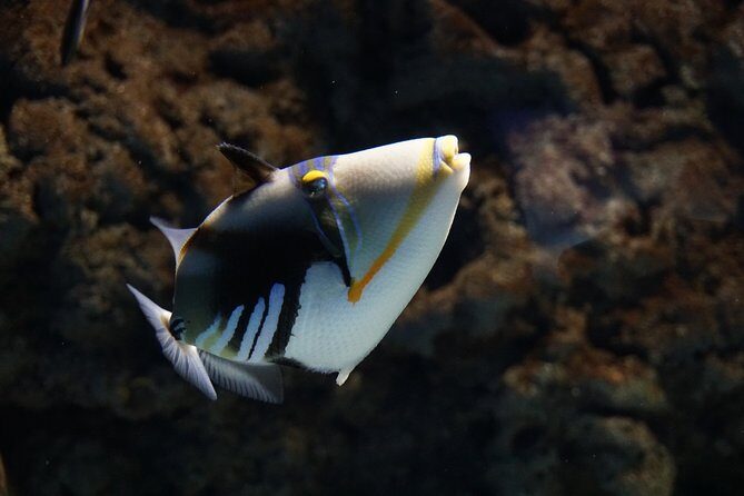 Seville Aquarium Admission Ticket - Frequently Asked Questions