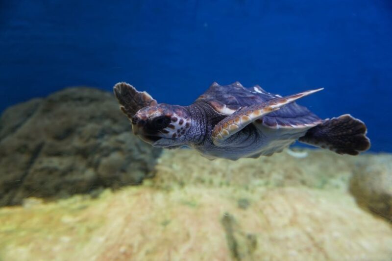 Seville Aquarium Admission Ticket - Key Points