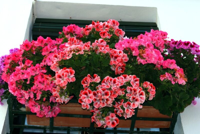 Seville: Barrio de Santa Cruz Small Group Walking Tour - Key Points