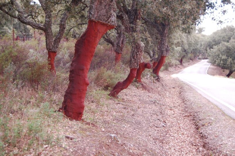 Seville: Transfer to Málaga with visit to Ronda - Final Thoughts