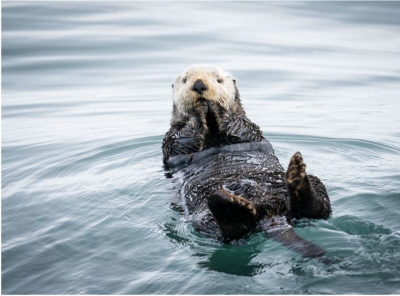 Seward: Kenai Fjords National Park Catamaran Cruise w/Lunch - Who Will Love This Experience?
