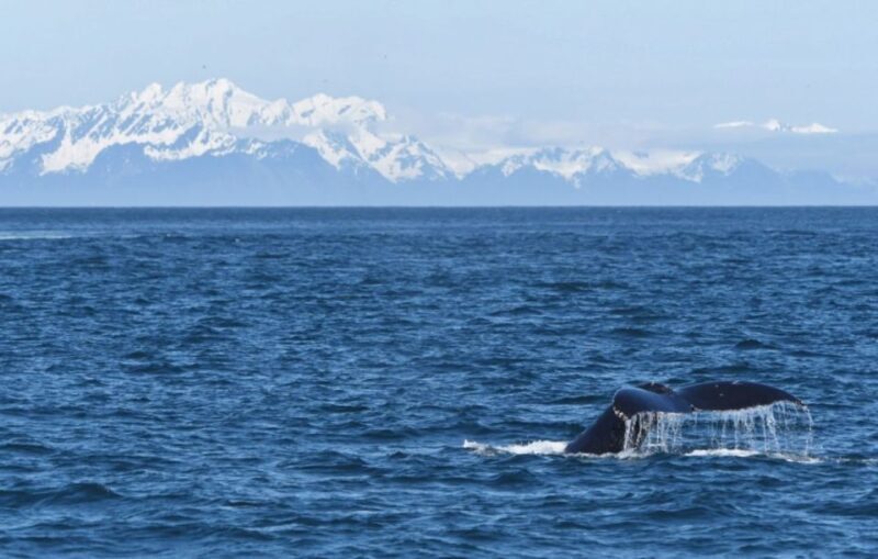 Seward: Spring Wildlife Guided Cruise - An In-Depth Look at the Seward Spring Wildlife Cruise