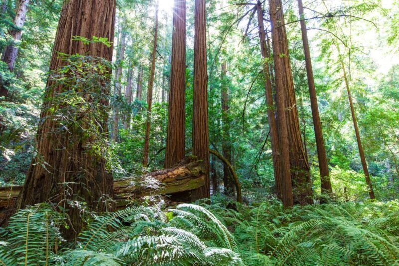 SF: Muir Woods, Sausalito, Golden Gate Bridge Private Tour - Key Points