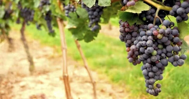 SF: Napa & Sonoma Wine Tour & Hop-on Hop-off Tour (Save 15%) - Key Points