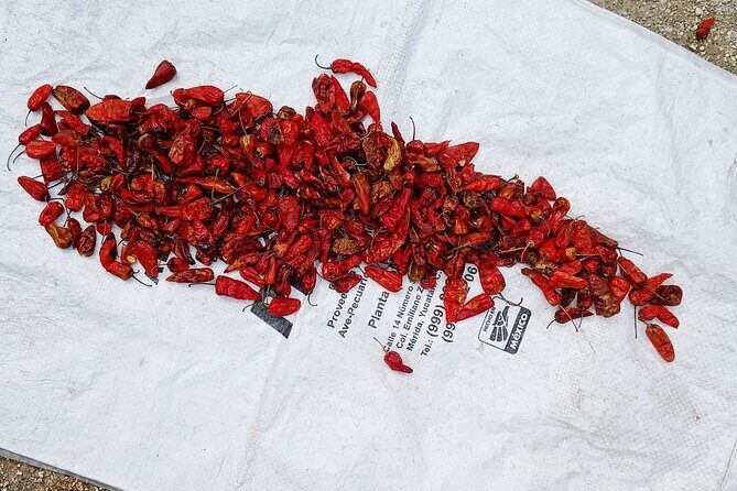 Shamanic Blessing Hidden Cenotes and Village Immersion - FAQ 