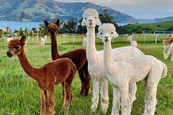 Shamarra Alpaca Farm Tours - Realistic Expectations and Tips