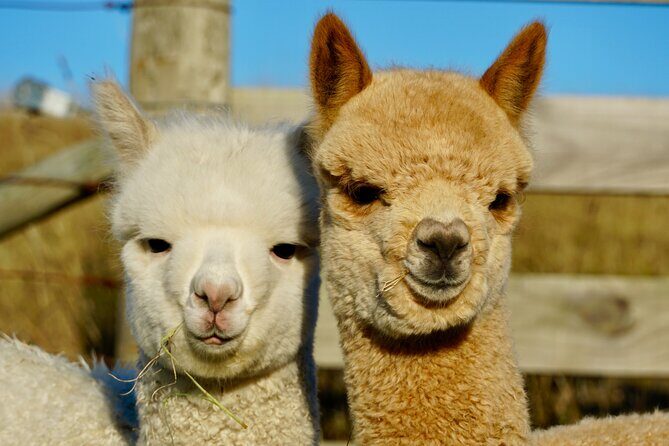 Shamarra Alpaca Farm Tours - The Sum Up: Who Is This Tour Best For?