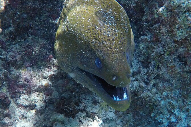 SHARED HALF DAY LAGOON TOUR - Bora Bora Cultural Lagoon Tour - Discovering Bora Bora’s Lagoon: What to Expect