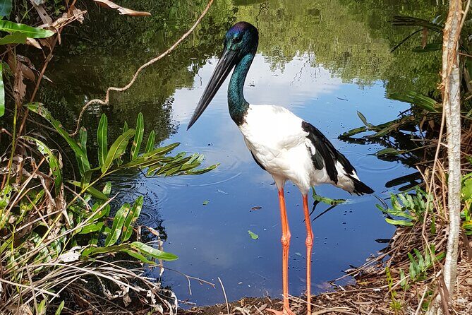 Shared Shuttle Return Transfers (ex Port Douglas) Transfers Only - Practical Details and Tips