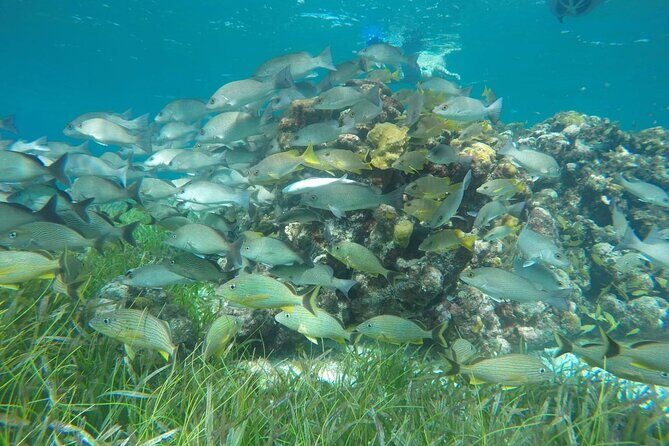 Shared Sky Snorkeling in Cozumel - A Deep Dive into the Shared Sky Snorkeling Experience