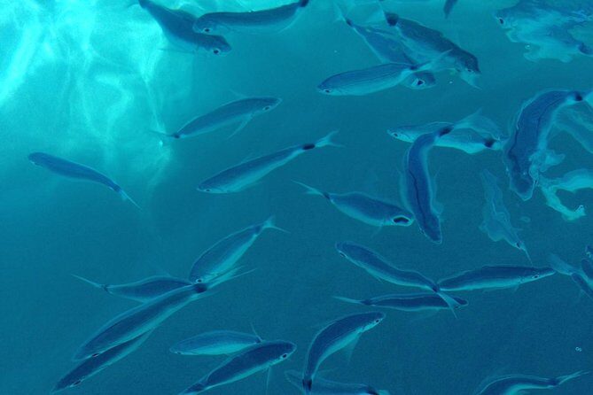 Shared snorkeling tour from Tropea to Capo Vaticano - Key Points