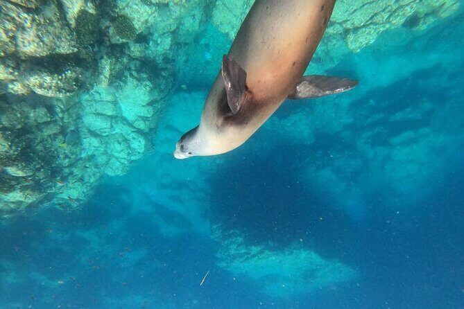 Shared Tour to Isla Espíritu Santo and Snorkeling with Sea Lion - Exploring Isla Espíritu Santo and Snorkeling with Sea Lions: An Honest Review