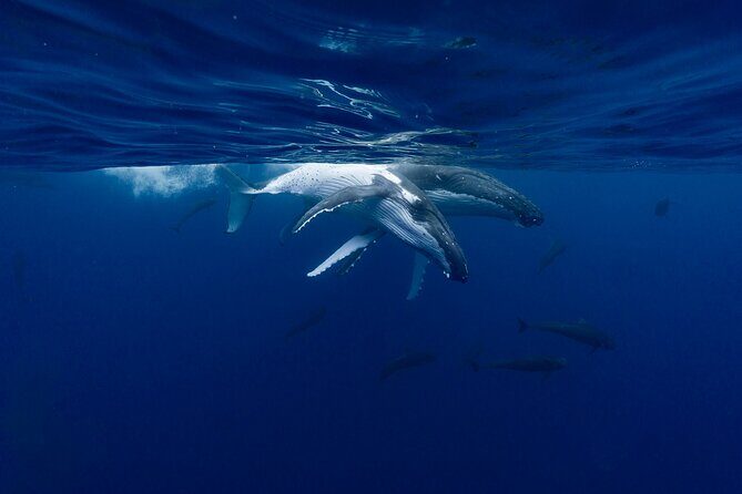 Shared Whale Expedition - The Experience of Swimming with Whales