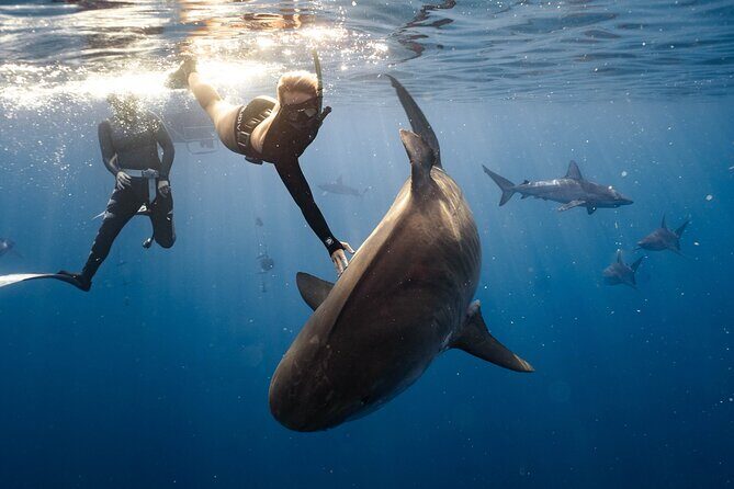 Shark Dive Private Charter No Cage - What to Expect from the Shark Dive Private Charter