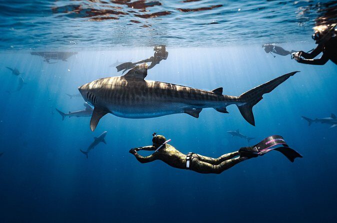 Shark Dive Private Charter No Cage - FAQ