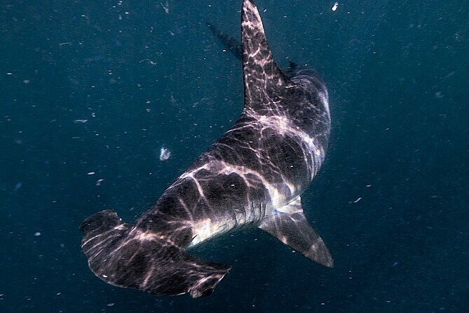 Shark Guided Diving Los Cabos - What to Expect from the Shark Guided Diving Tour