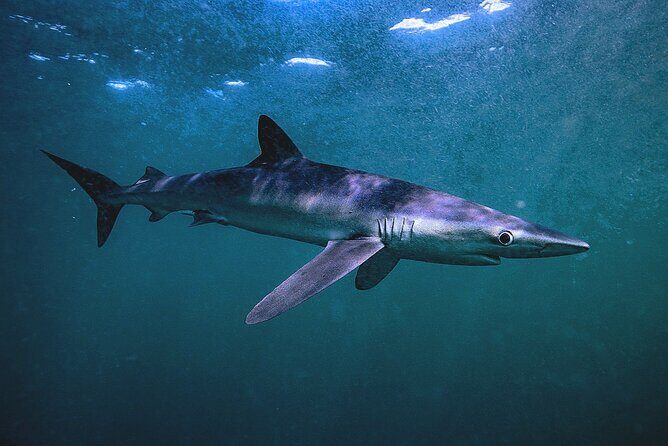 Shark Guided Diving Los Cabos - Authentic Insights from Reviewers