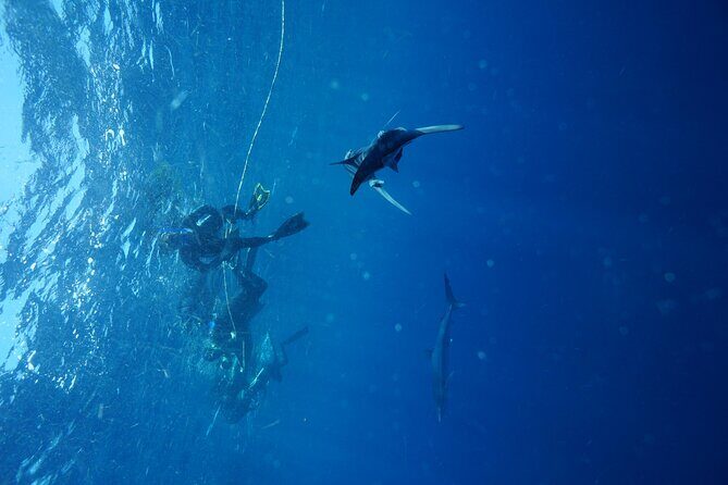 Shark Guided Diving Los Cabos - Who Should Consider This Tour?