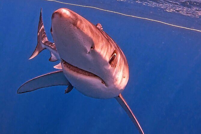 Shark Guided Diving Los Cabos - FAQ