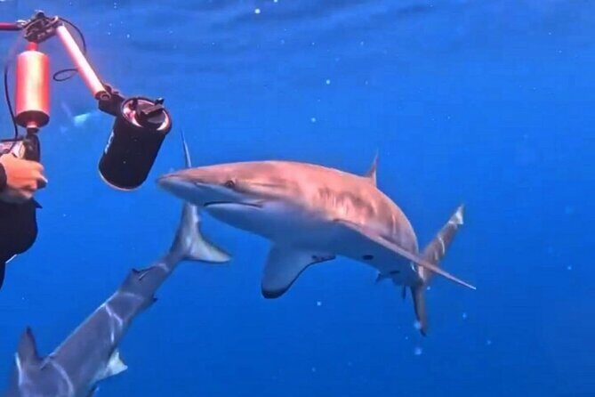 Shark Guided Diving Los Cabos - Final Thoughts