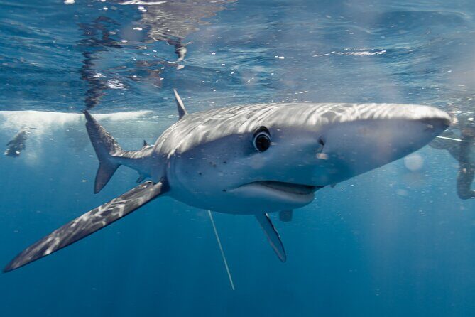 Shark Safari in San Jose del Cabo - What Makes the Shark Safari Stand Out?