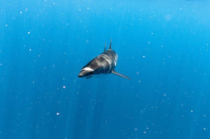 Shark Safari in San Jose del Cabo - The Authenticity and Ethical Approach