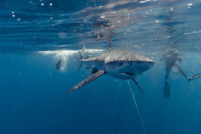 Shark Safari in San Jose del Cabo - Who Should Consider This Tour?