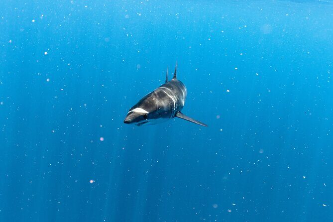 Shark Safari in San Jose del Cabo - The Sum Up