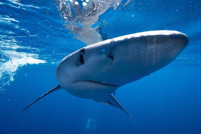 Shark Safari & Snorkel Adventure in Cabo San Lucas - FAQ