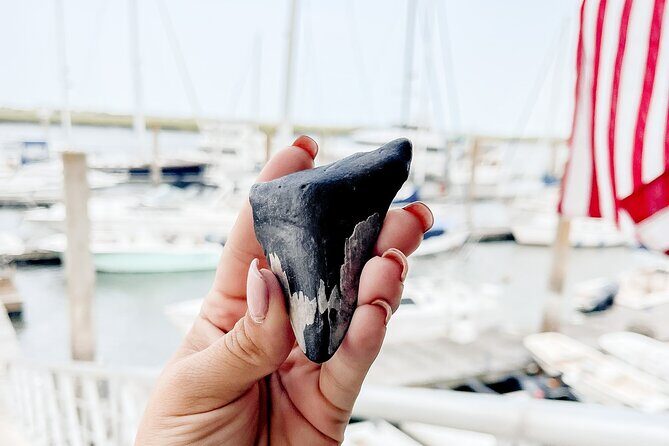 Shark Tooth and Shell Hunting Tour in Charleston, SC - Introduction