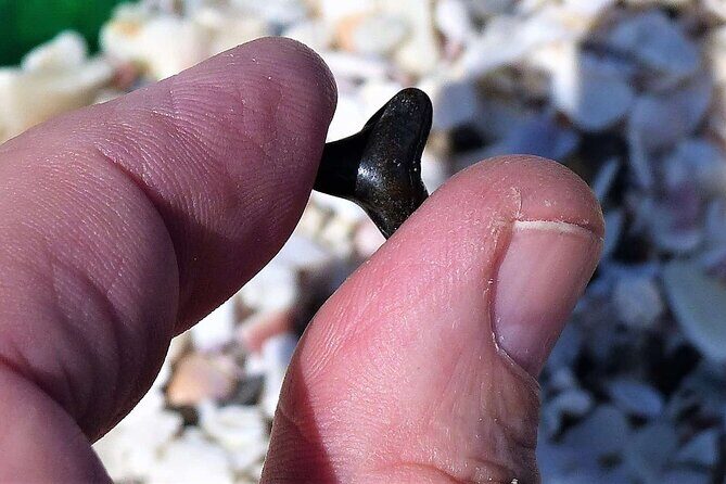 Shark Tooth and Shell Hunting Tour in Charleston, SC - Key Points