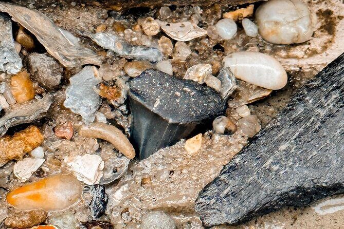 Shark Tooth and Shell Hunting Tour in Charleston, SC - The Sum Up