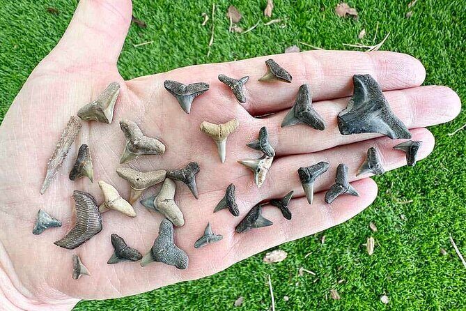 Shark Tooth and Shell Hunting Tour in Charleston, SC - FAQs