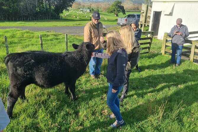 Sheep & Beef Working Farm Private Tour - Who Should Consider This Tour?