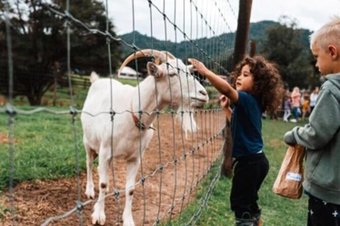 Sheep World and West Auckland Discovery Small Group Day Tour - Piha Beach — A Coastal Gem