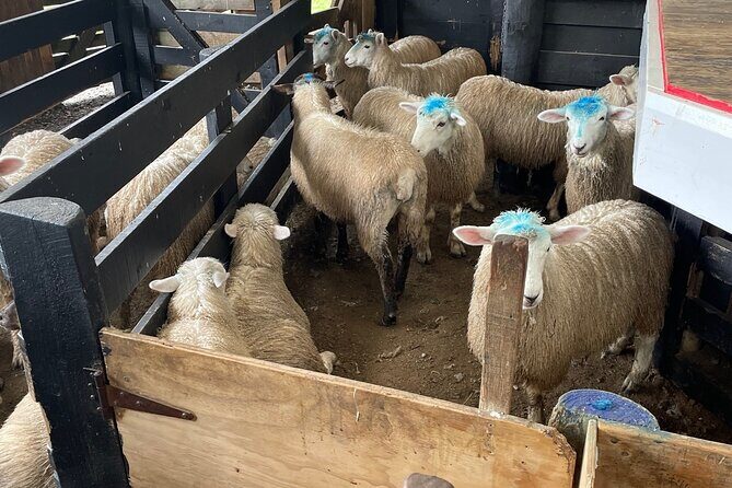 Sheep World Country Tour from Auckland - Who Would Love This Tour
