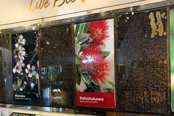 Sheep World Country Tour from Auckland - FAQ