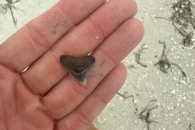 Shell Key Shelling Tour Discover Unique Treasures - St. Pete, FL - The Itinerary in Detail: What You Can Expect