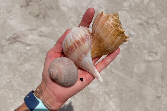 Shell Key Shelling Tour Discover Unique Treasures - St. Pete, FL - Practical Tips for Future Participants