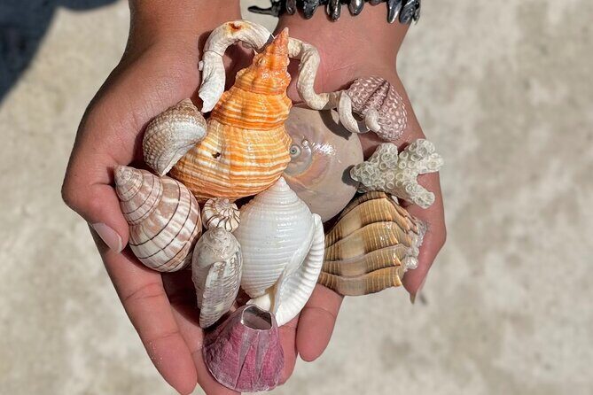 Shell Key Shelling Tour Discover Unique Treasures - St. Pete, FL - Who Will Love This Tour?