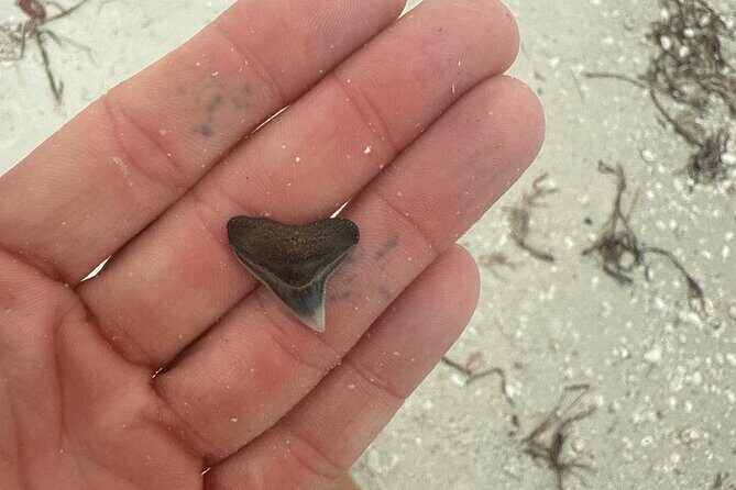 Shell Key Shelling Tour Discover Unique Treasures - St. Pete, FL - Final Thoughts