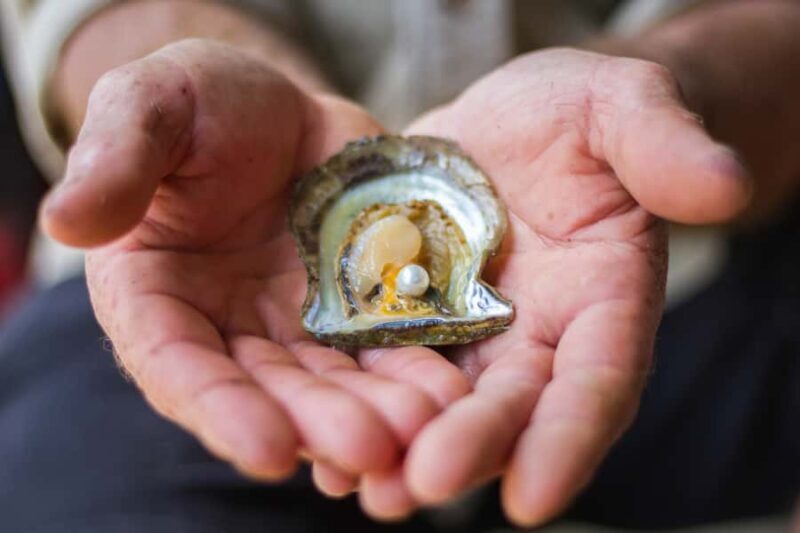 Shell to Showroom - Sydney's only Pearl Farm Experience - Key Points