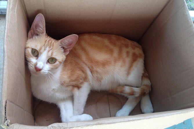 Shelter Visit & Tour - The Itinerary in Detail