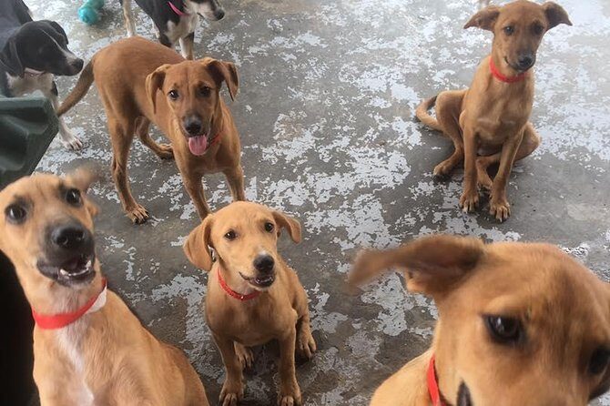 Shelter Visit & Tour - The Sum Up