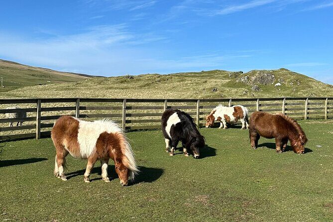 Shetland Pony Express - Key Points