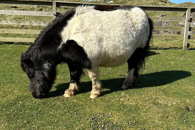Shetland Pony Express - Experience Quality and Group Size