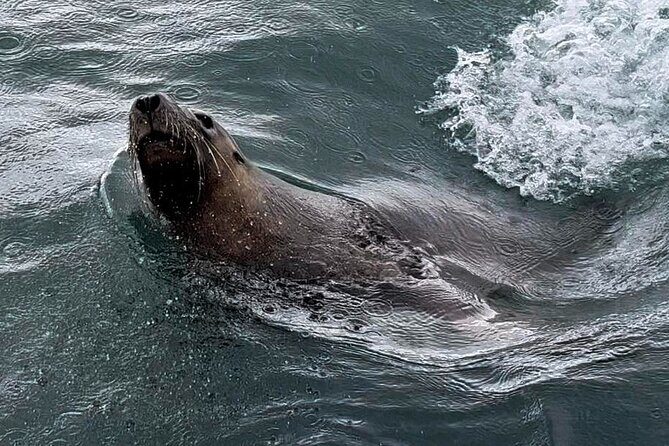 Shoalwater Islands Marine Park Cruise with Lunch - The Scenic Setting: Shoalwater Islands Marine Park