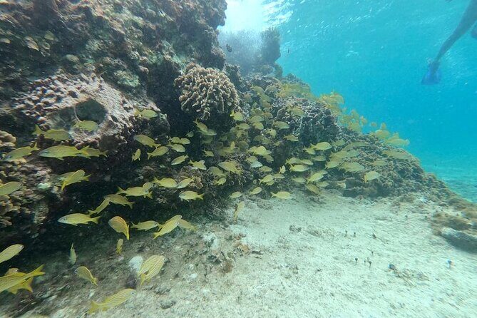 Shopping & Mexican Flavors with Transportation Included - The Value and Considerations